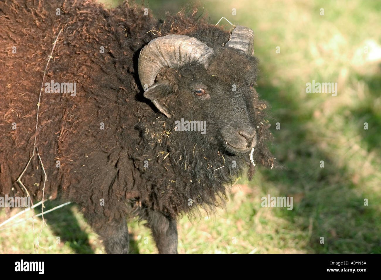ram head details Stock Photo - Alamy