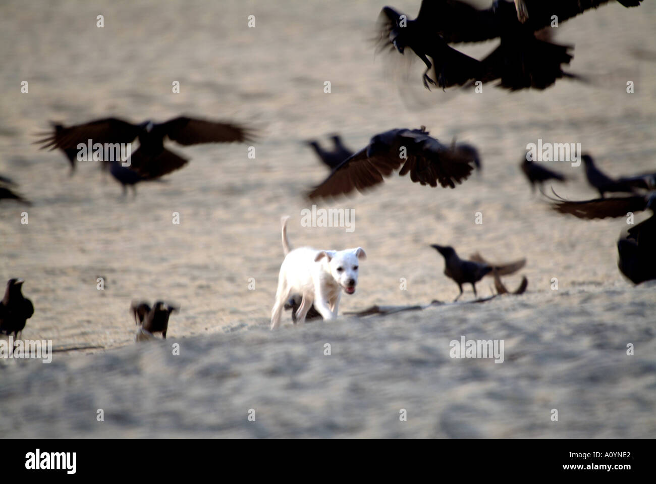 Puppy and Crows Stock Photo - Alamy