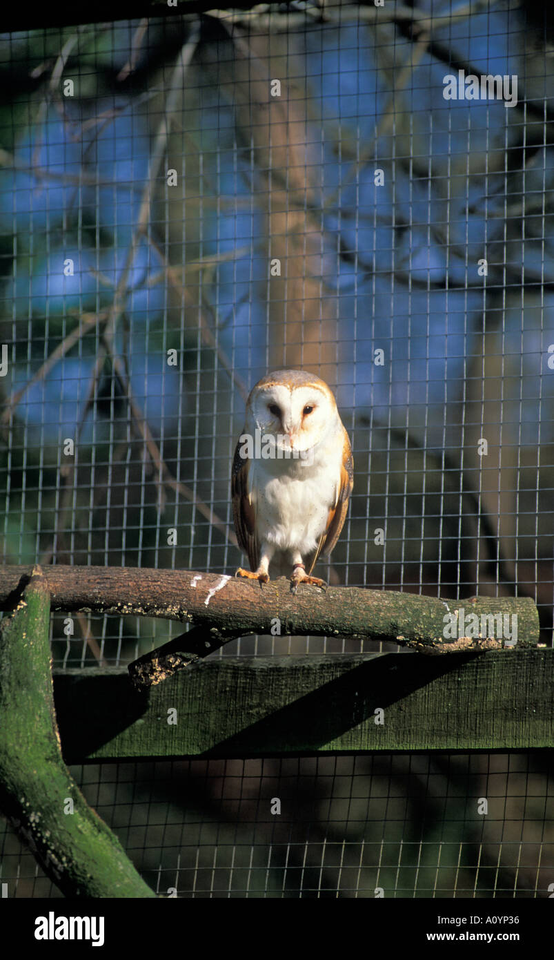 Owl on Perch in Cage Margam country park Wales UK Great Brit Stock ...