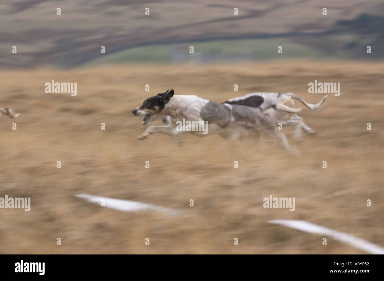 trail hounds racing on Cumbrian fells Stock Photo - Alamy