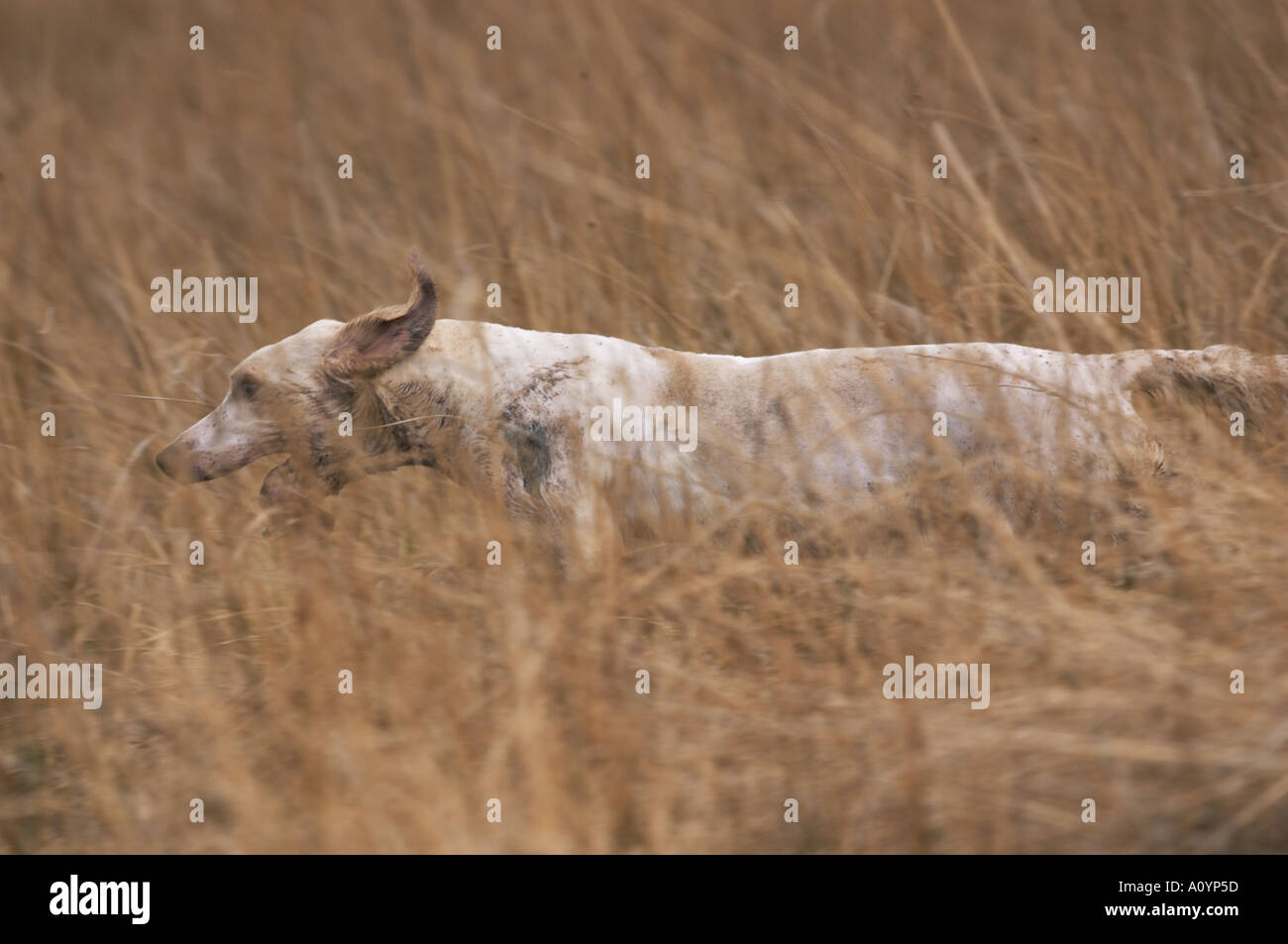 Hounds hill hi-res stock photography and images - Alamy