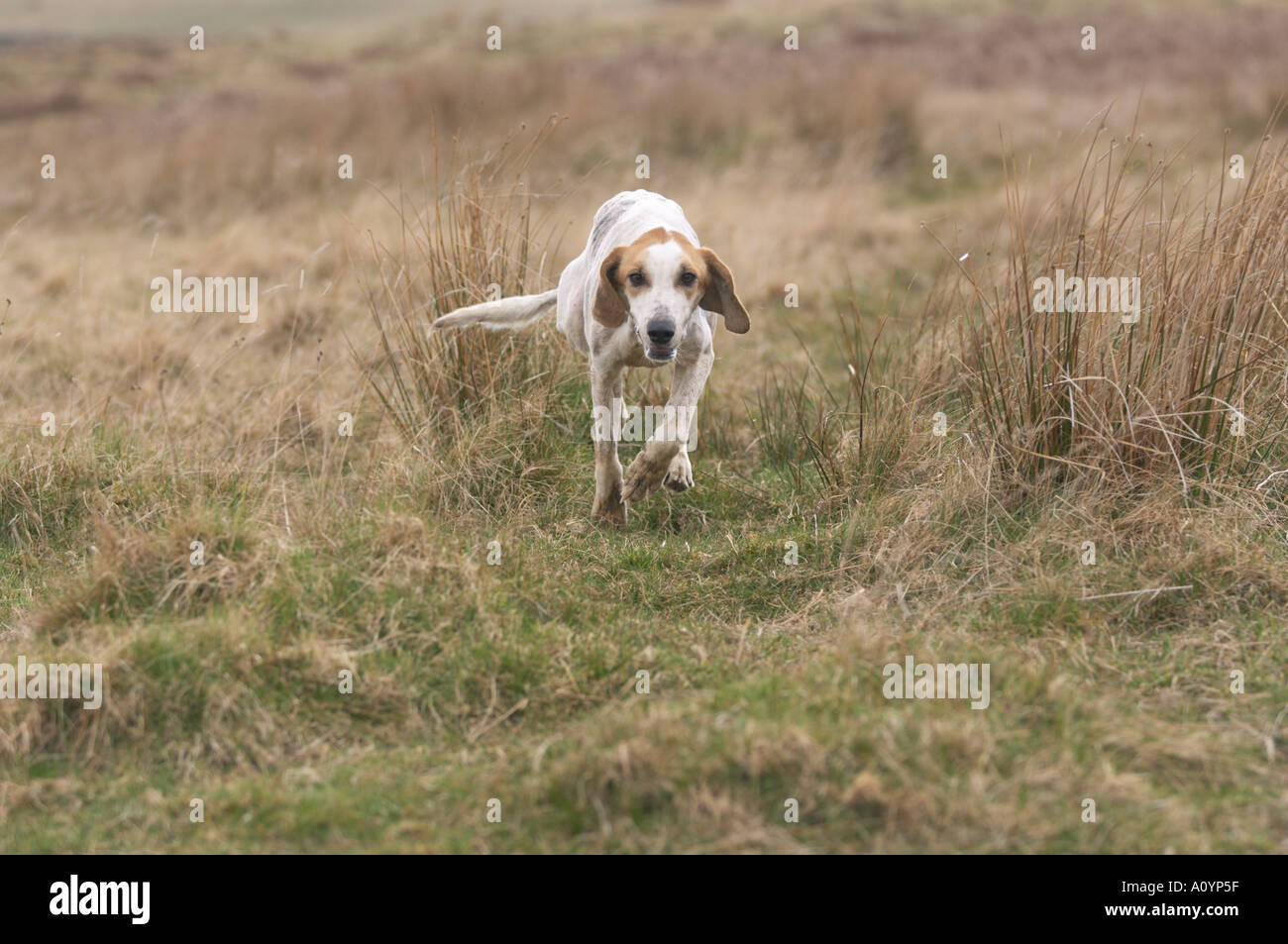 Cumbrian sport hi-res stock photography and images - Alamy