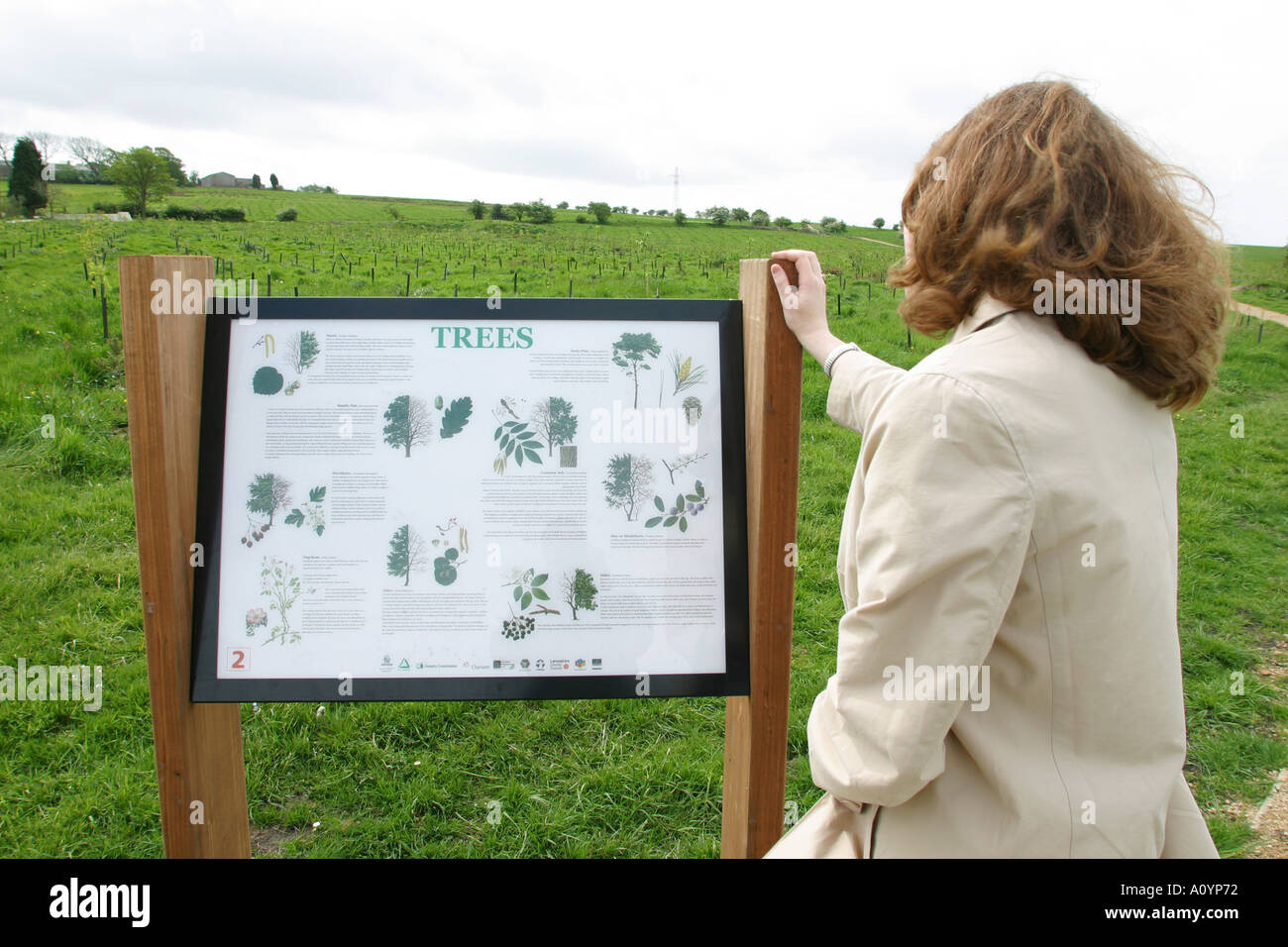lady looking at notice board of tree species in newly planted woodland ...