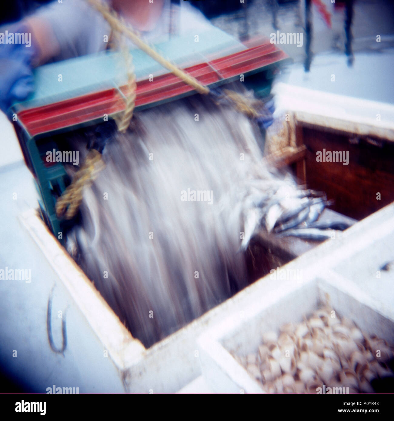 A lobsterman adds bait to his bait box while hauling lobster traps in ...