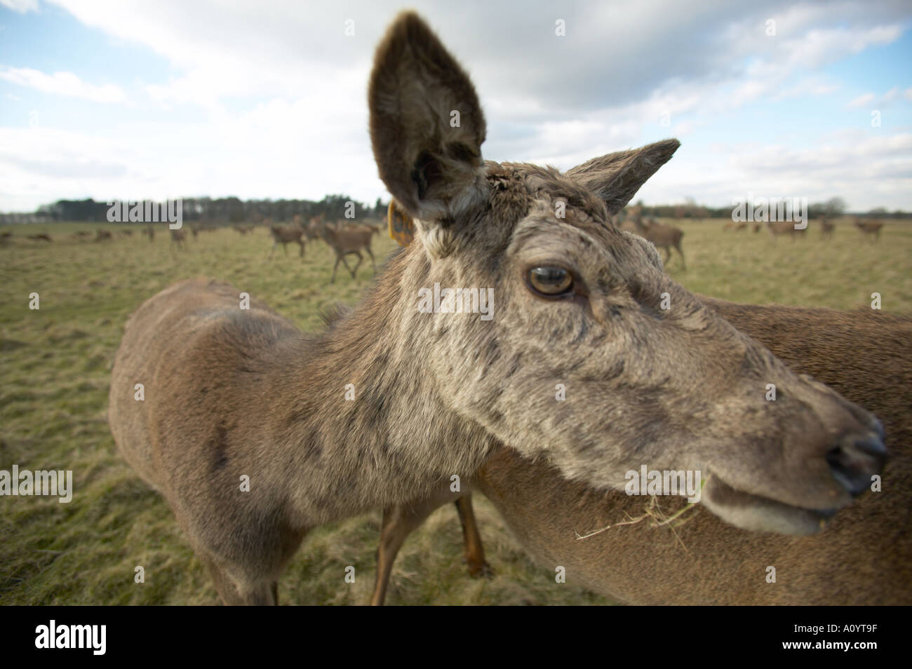 Red Deer being fed Tatton Park Cheshire England Stock Photo - Alamy