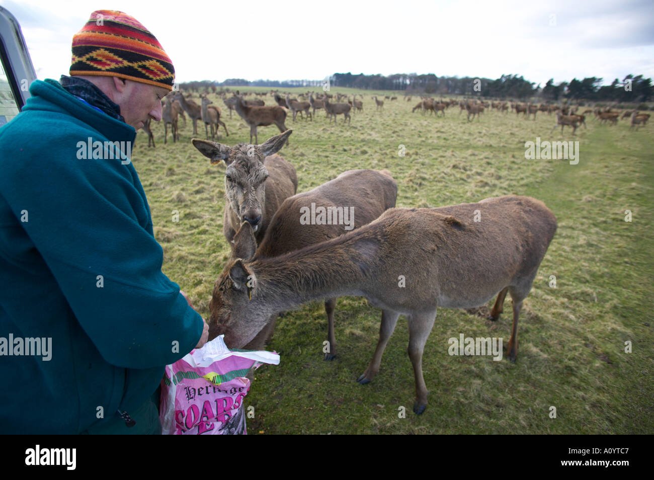 Tatton park deer hi-res stock photography and images - Alamy
