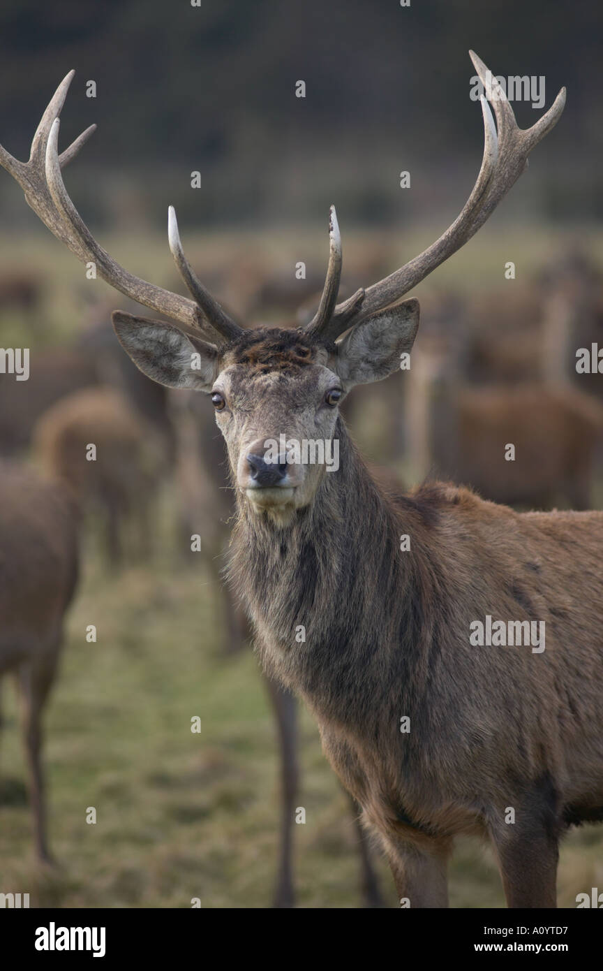 Tatton park deer hi-res stock photography and images - Alamy