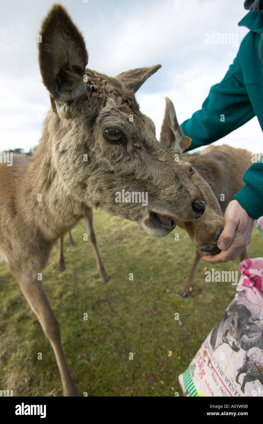 Tatton park deer hi-res stock photography and images - Alamy