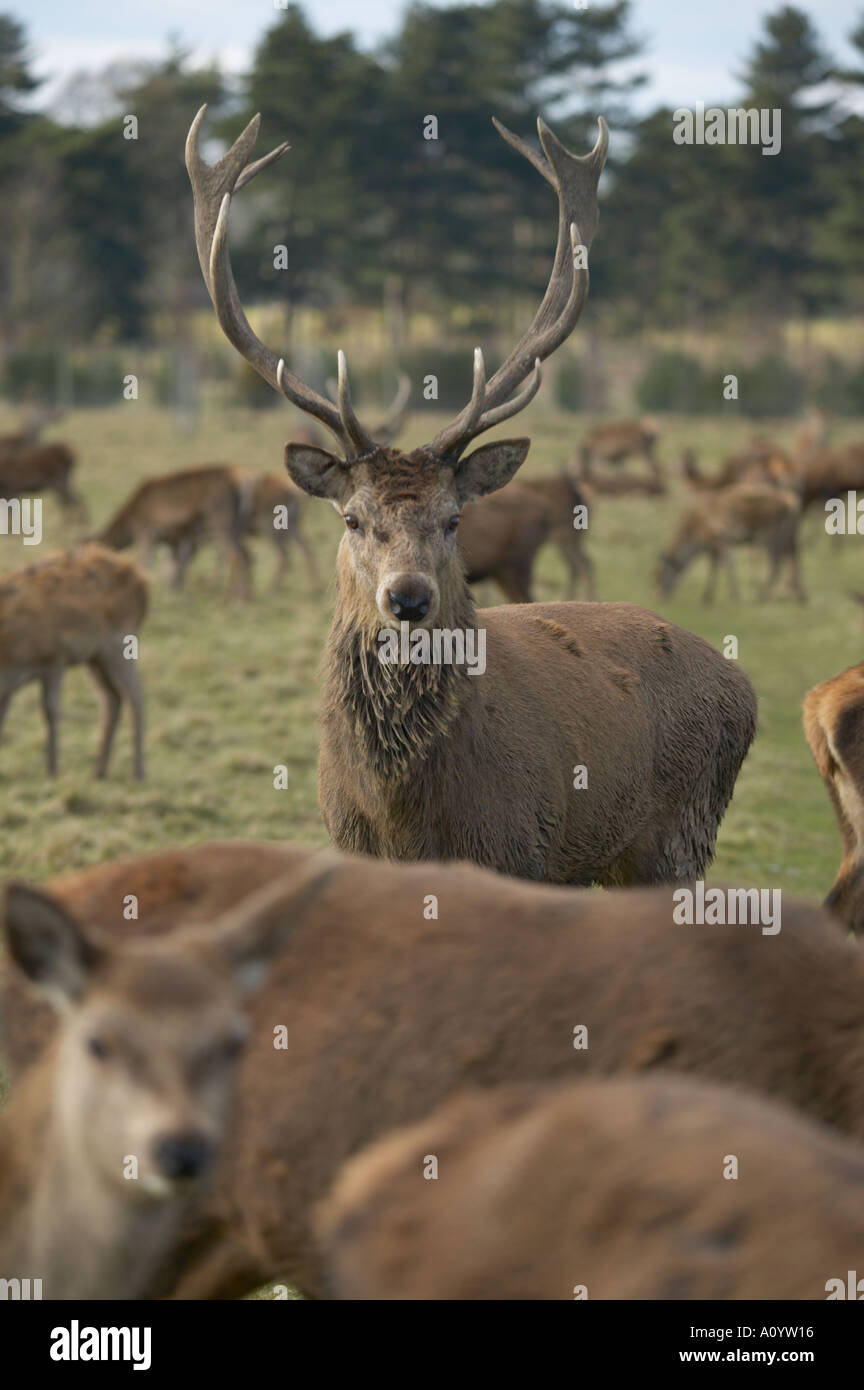 Tame deer cervus hi-res stock photography and images - Alamy