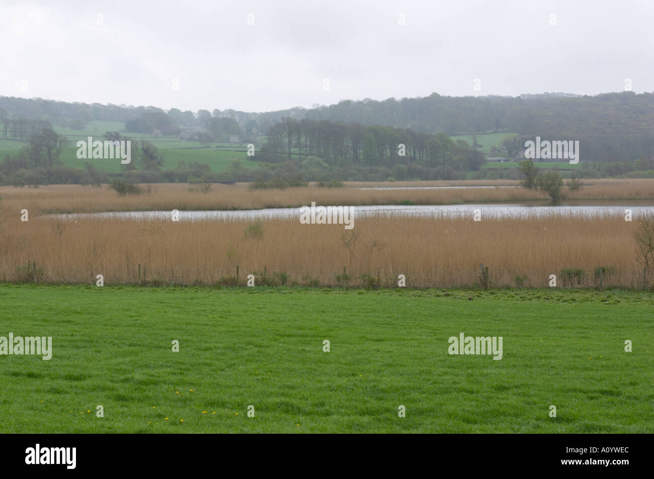 Leighton Moss reedbed nature reserve Lancashire England Stock Photo - Alamy