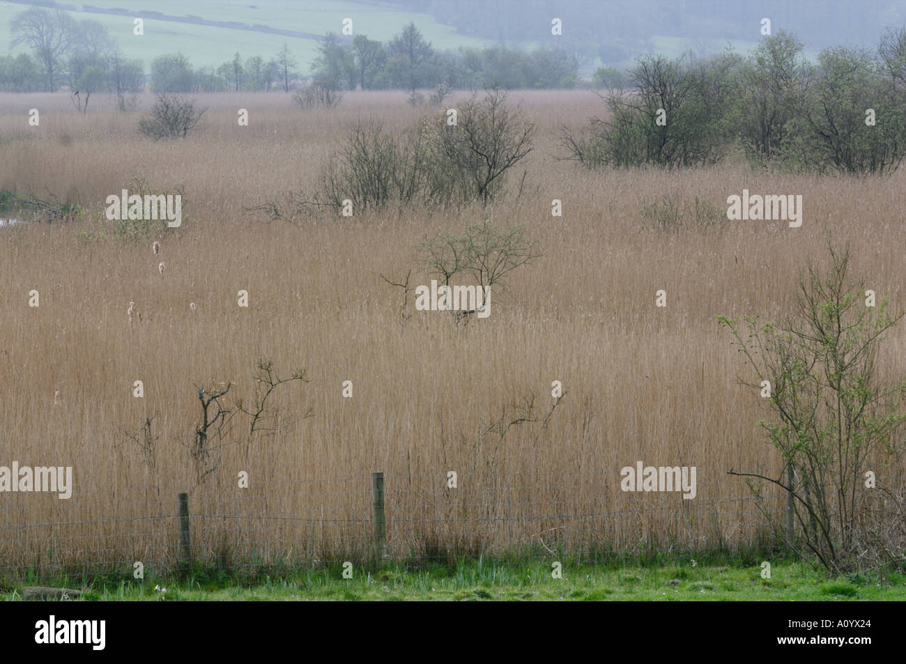 Leighton Moss reedbed nature reserve Lancashire England Stock Photo - Alamy