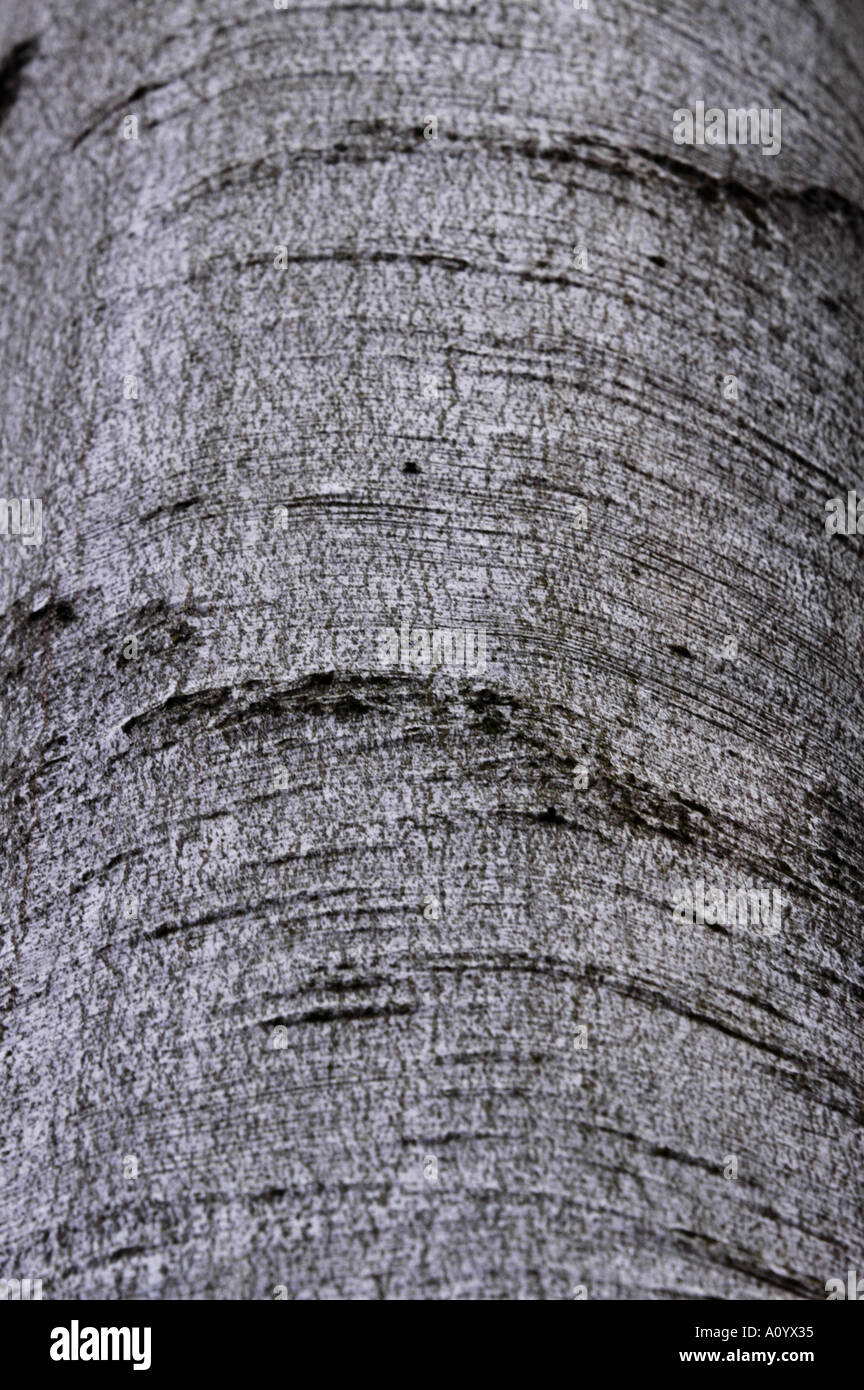 tree trunk, bark, beech Stock Photo - Alamy