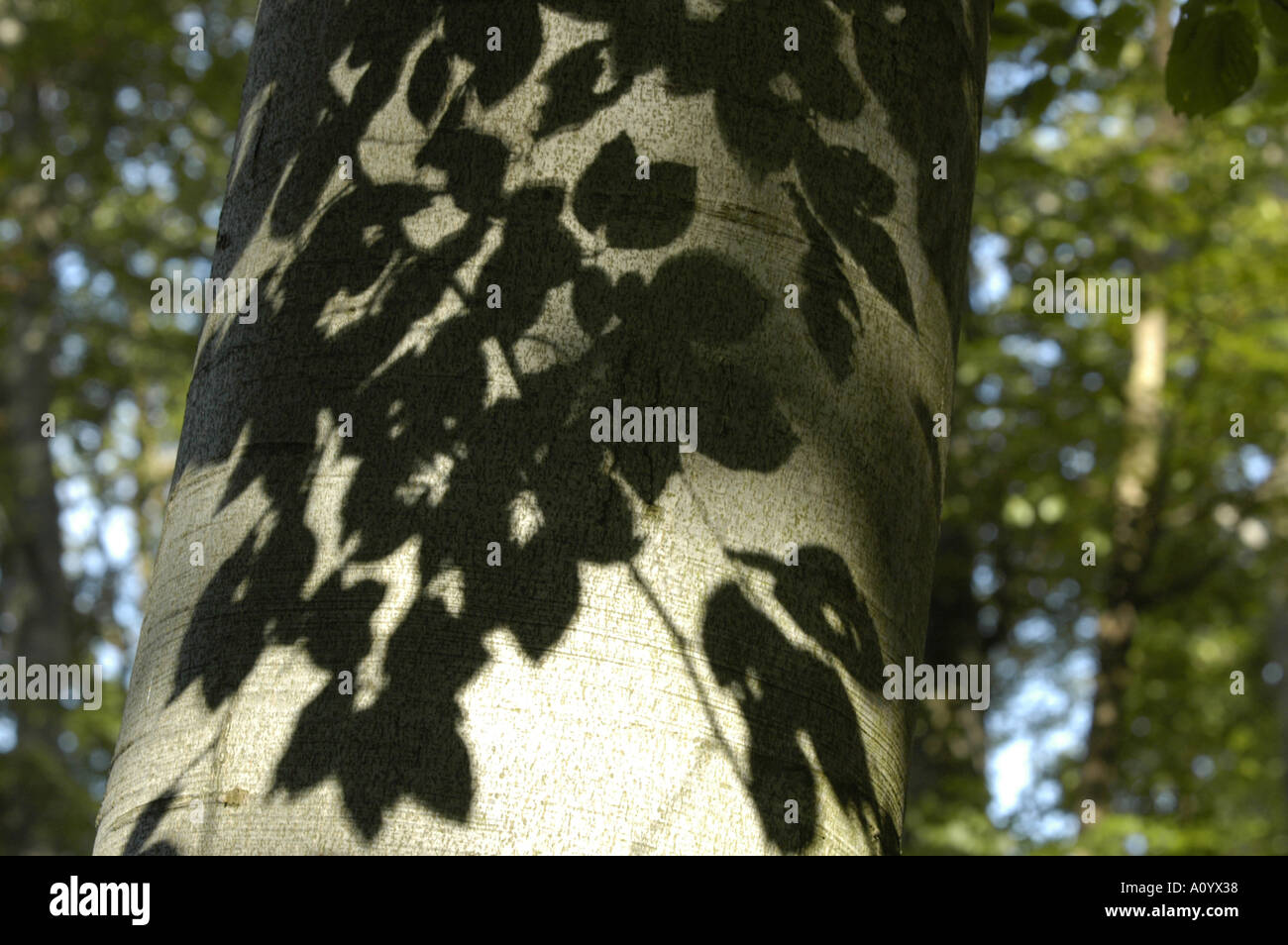 Trunk beech tree hi-res stock photography and images - Alamy
