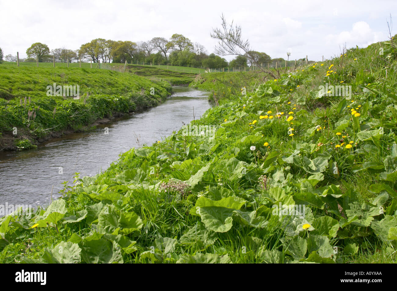 river bank showing good regeneration after the exclusion of cattle ...