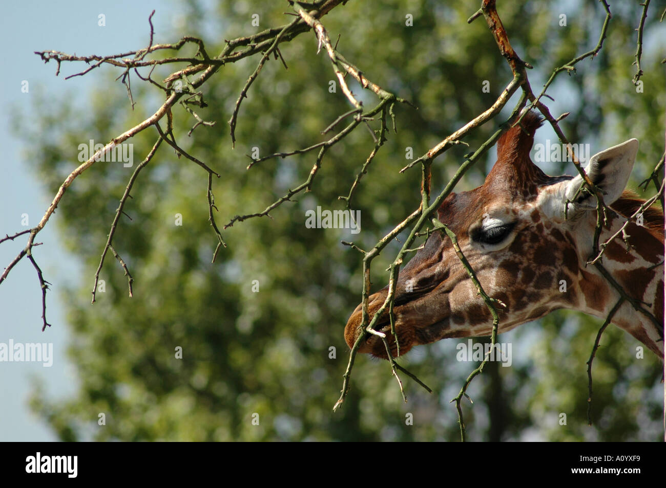 Mc0137 Giraffe With Head In Tree 01 Stock Photo - Alamy