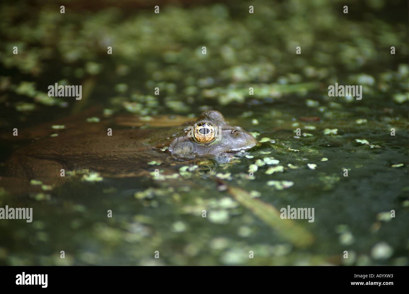Bullfrog floating in a pond Stock Photo - Alamy