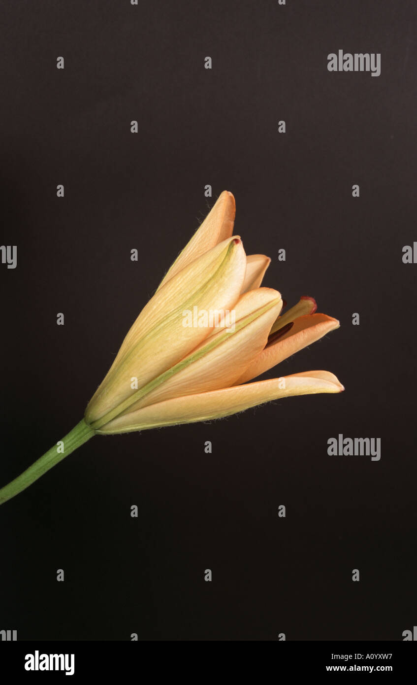 Still life image of a lily opening Stock Photo - Alamy