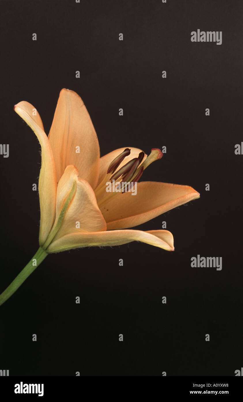 Flower opening sequence hi-res stock photography and images - Alamy