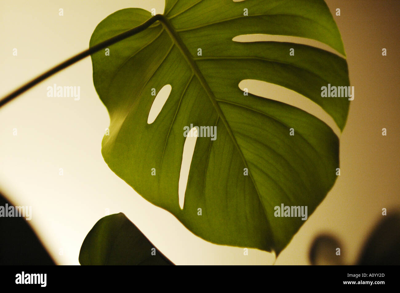 leaf of a rubber tree Stock Photo - Alamy