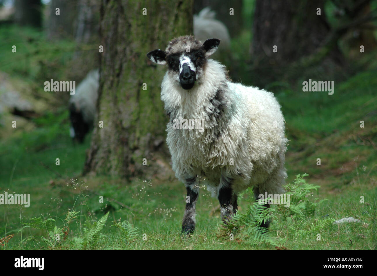 Quizzical sheep hi-res stock photography and images - Alamy