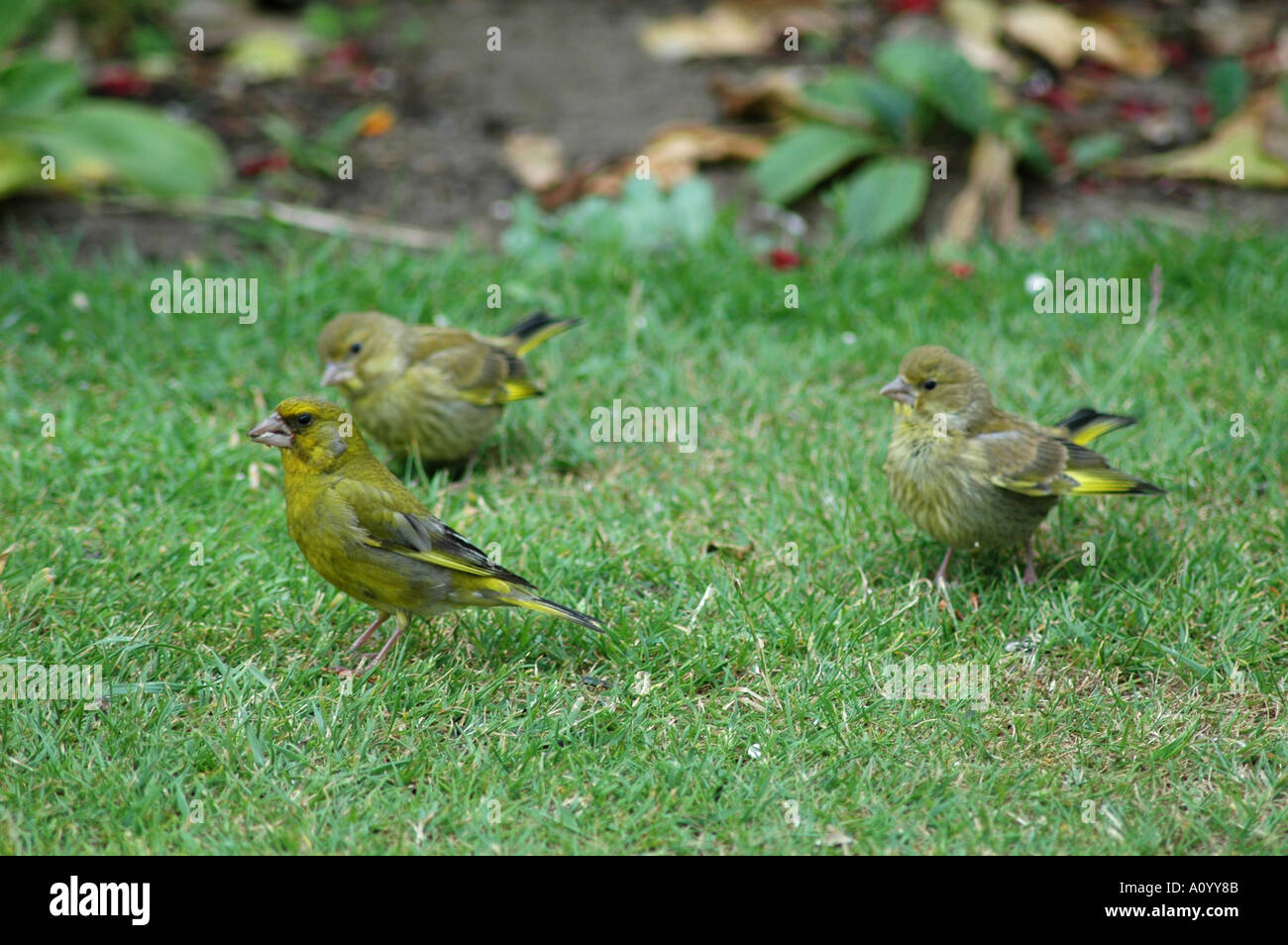 Baby greenfinch hi-res stock photography and images - Alamy