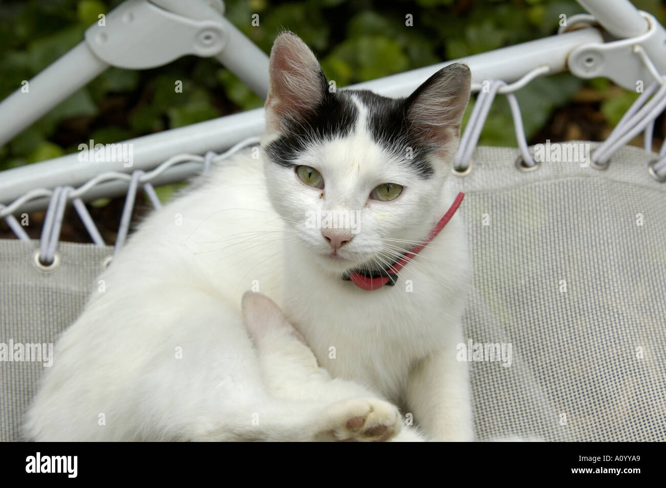 Livestock cat hi-res stock photography and images - Alamy