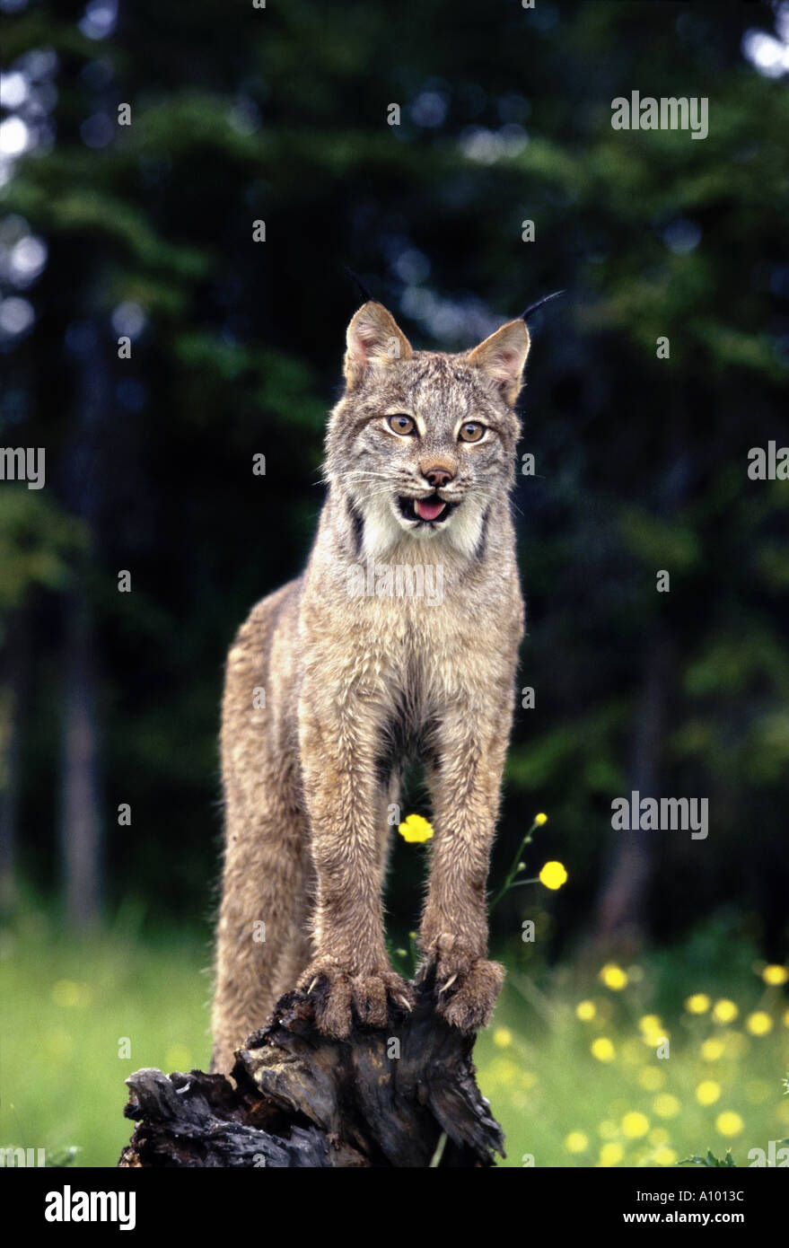 Linx hi-res stock photography and images - Alamy