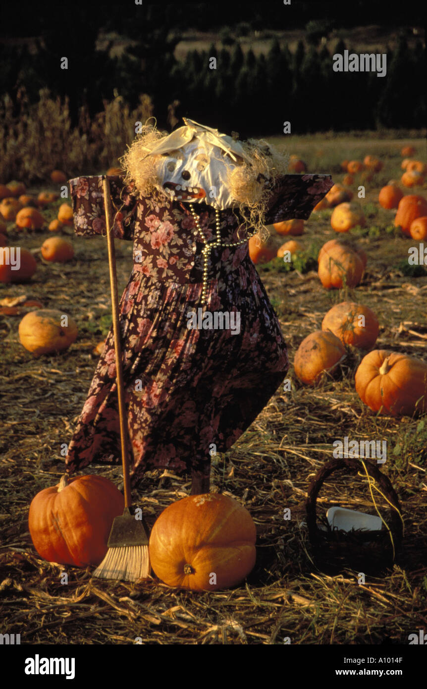 scarecrow in pumpkin patch Stock Photo - Alamy