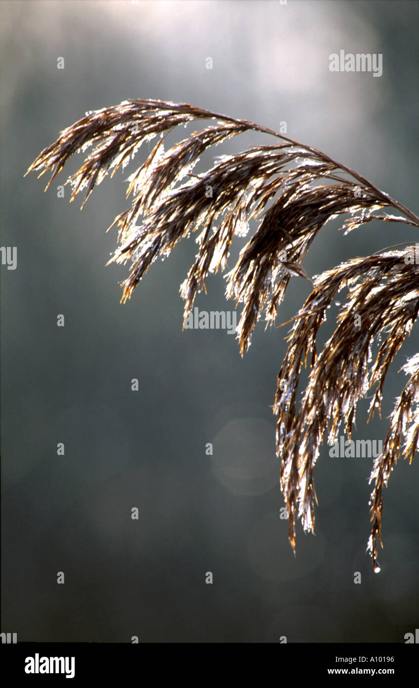 How hill norfolk natural thatch broadland landscape hi-res stock ...
