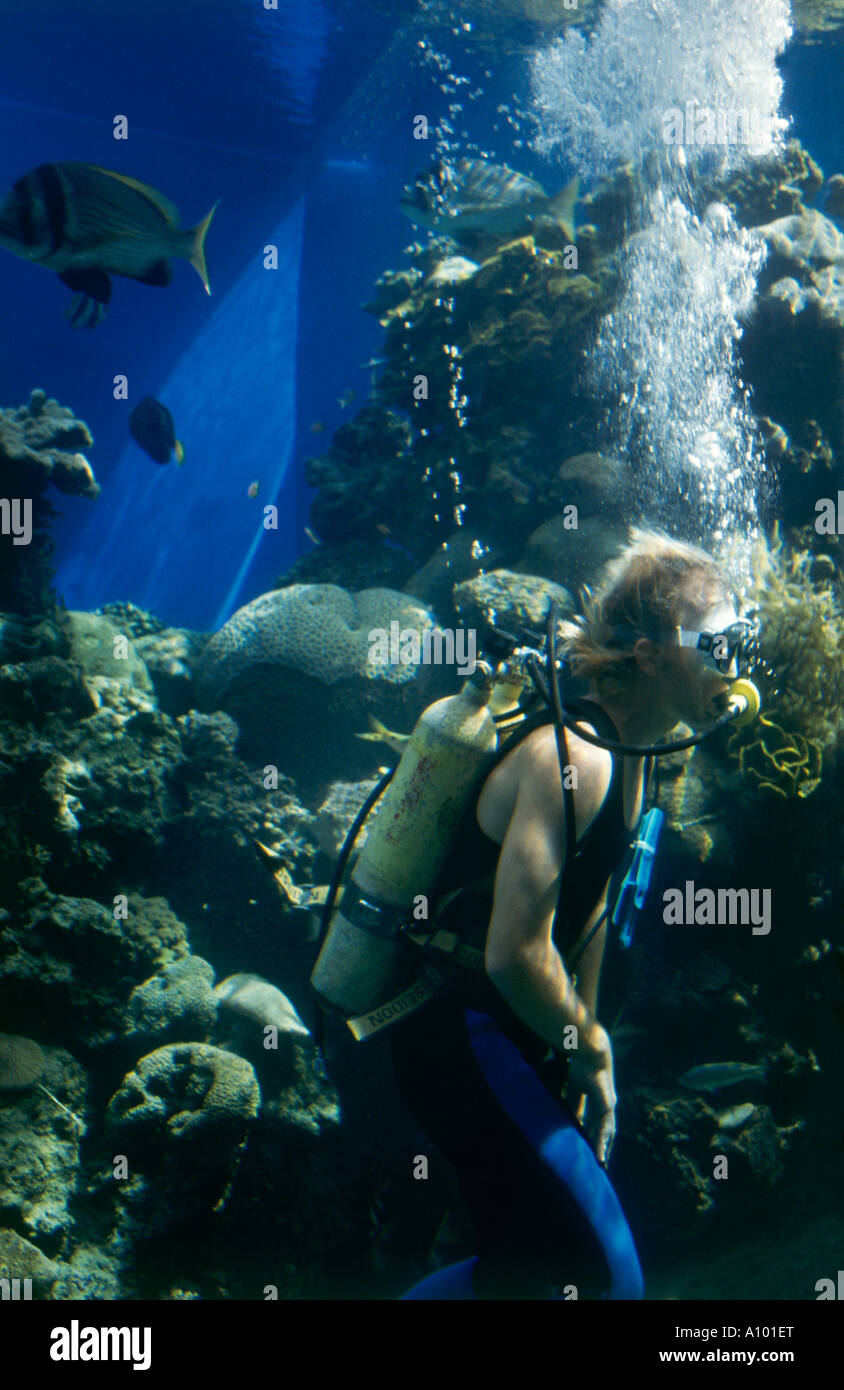 A scuba diver in the circular reef tank aquarium which visitors can ...