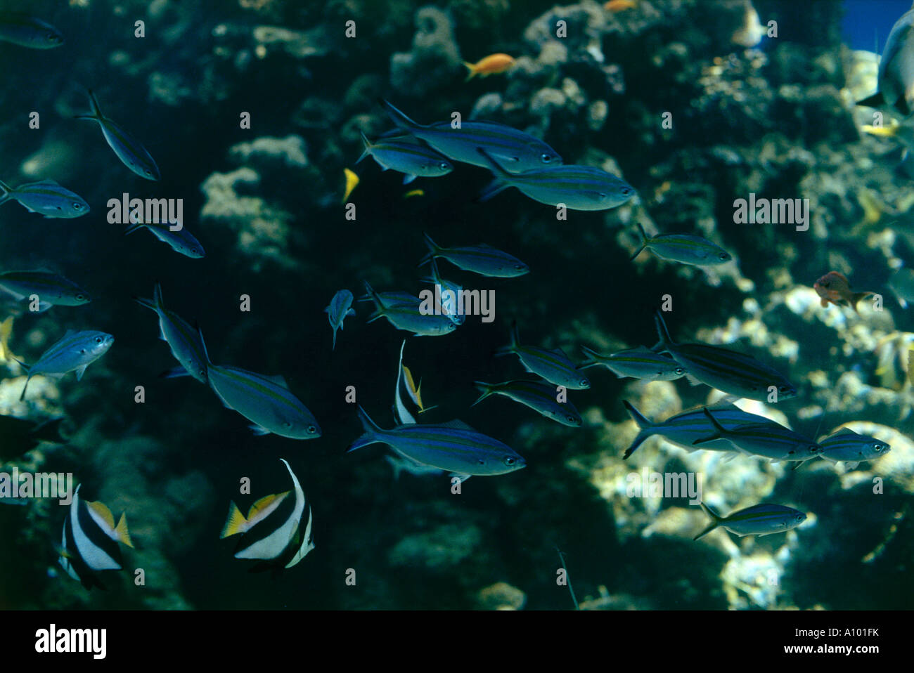 Detail of the circular reef tank aquarium which visitors can view from ...