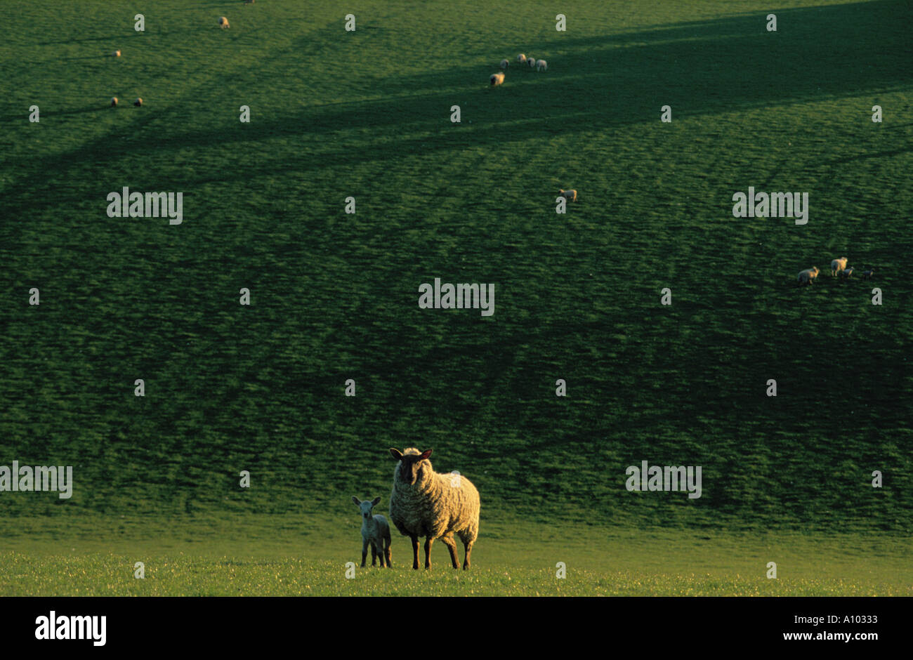 Bond sheep hi-res stock photography and images - Alamy