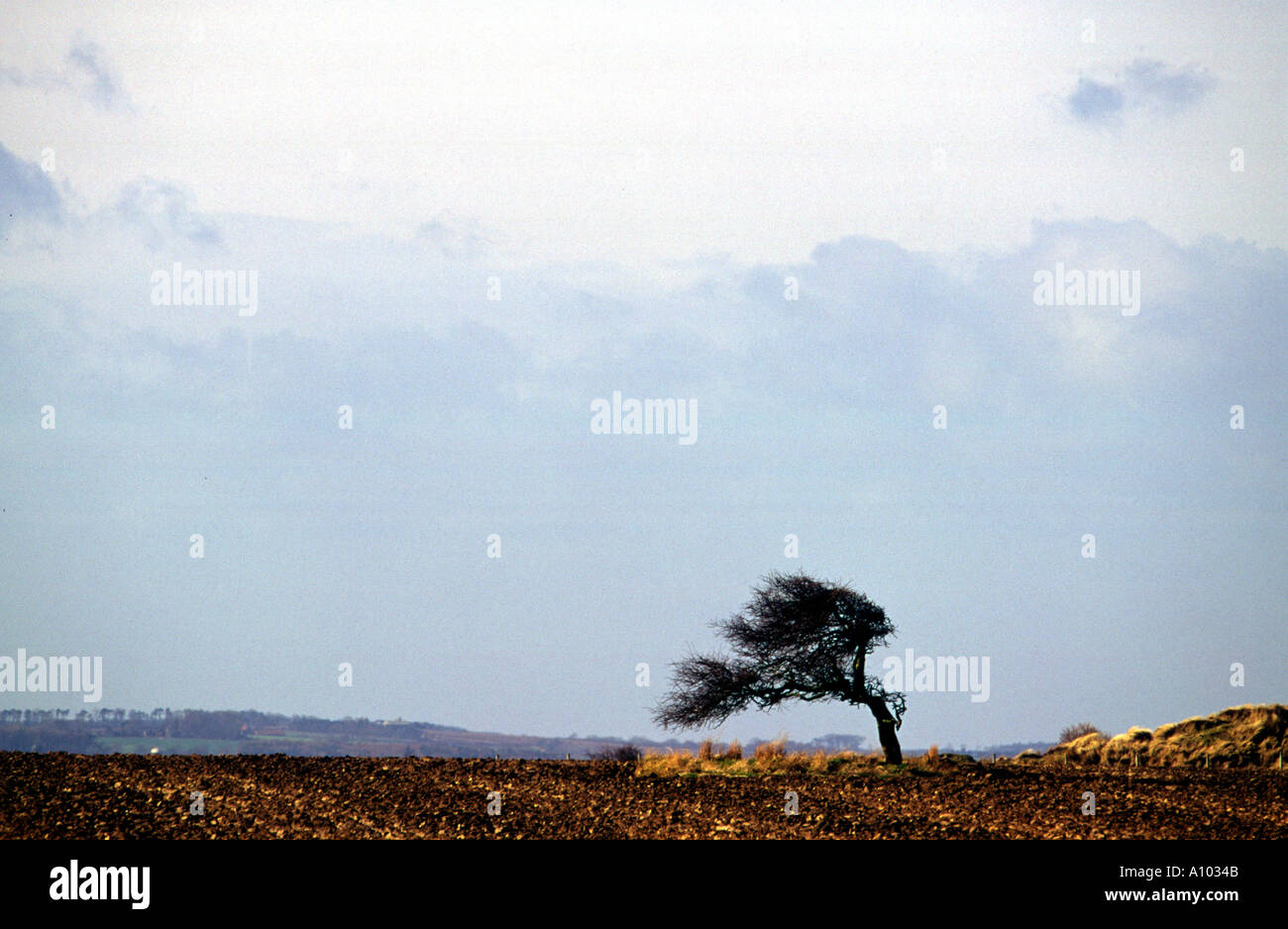 Isolated tree, Northumberland, England, UK Stock Photo - Alamy