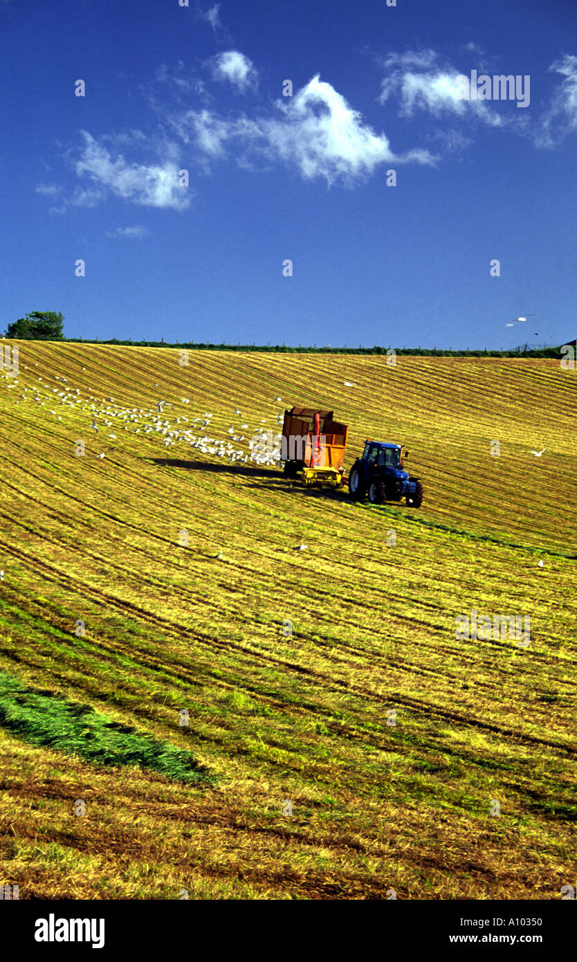 Summer Hay cutting with blue sky and fluffy white clouds Stock Photo ...