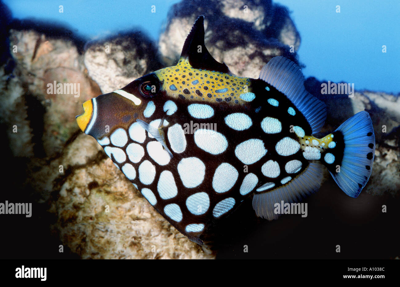 BALISTOIDES CONSPICILLUM leopard fish portrait TRIGGERFISH Stock Photo ...