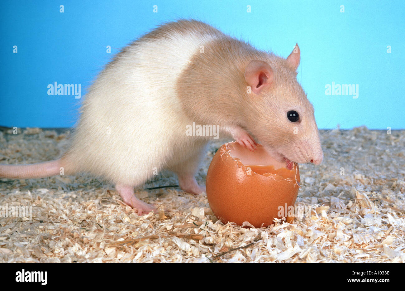 Cream Pet Rat High Resolution Stock Photography and Images - Alamy