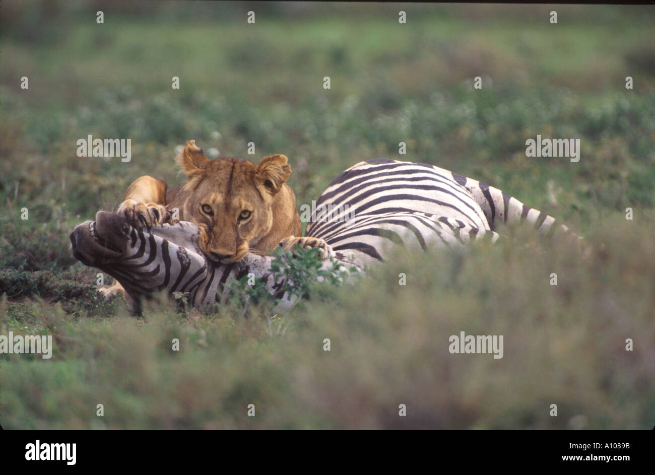 African Lioness on Zebra kill Stock Photo - Alamy