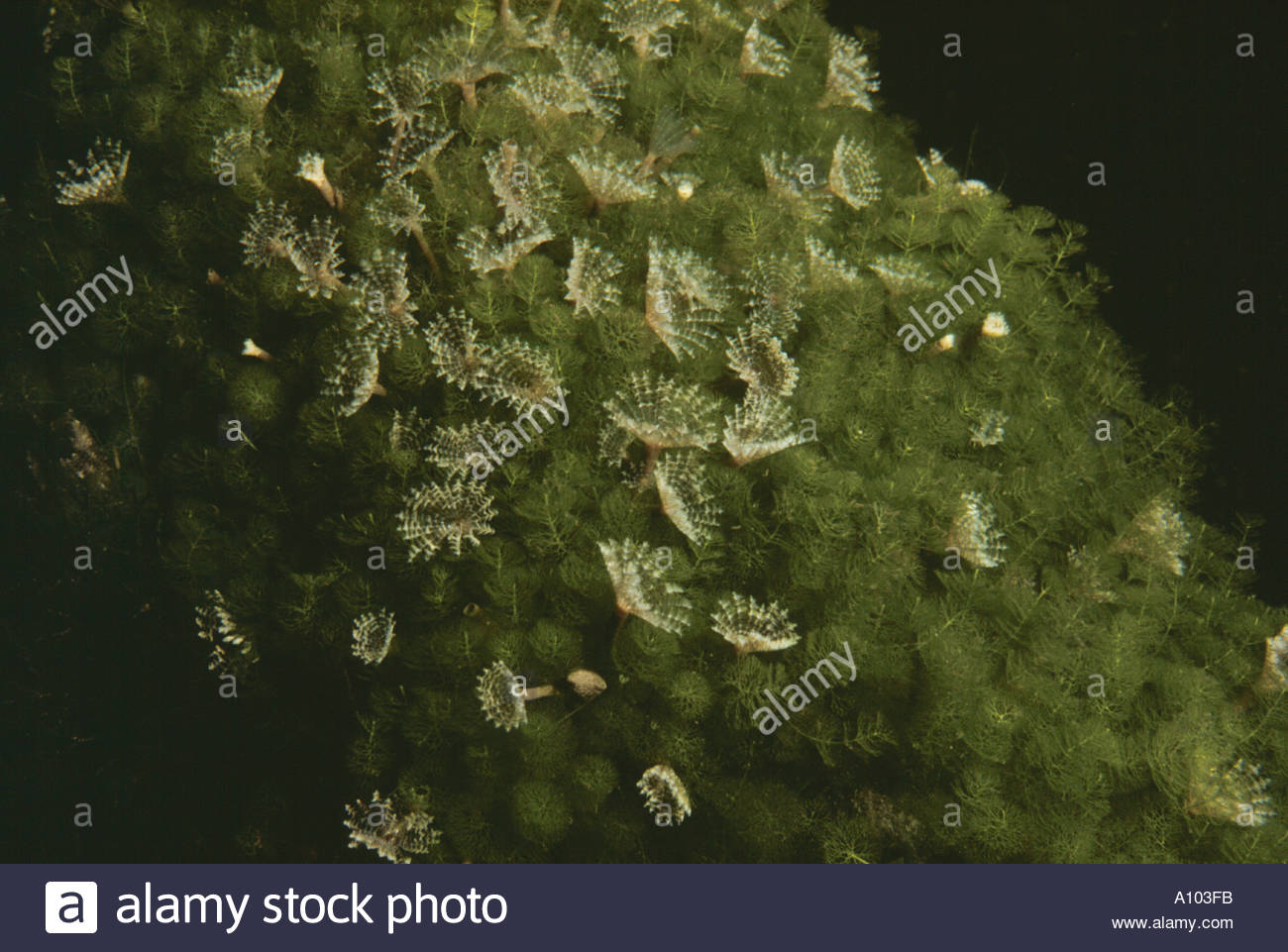 Sabellid Stock Photos & Sabellid Stock Images - Alamy