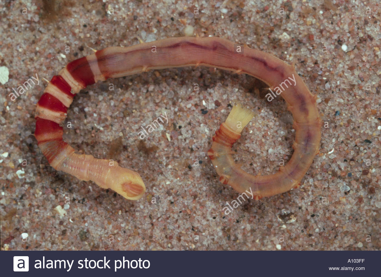 Errantia Stock Photos & Errantia Stock Images - Alamy