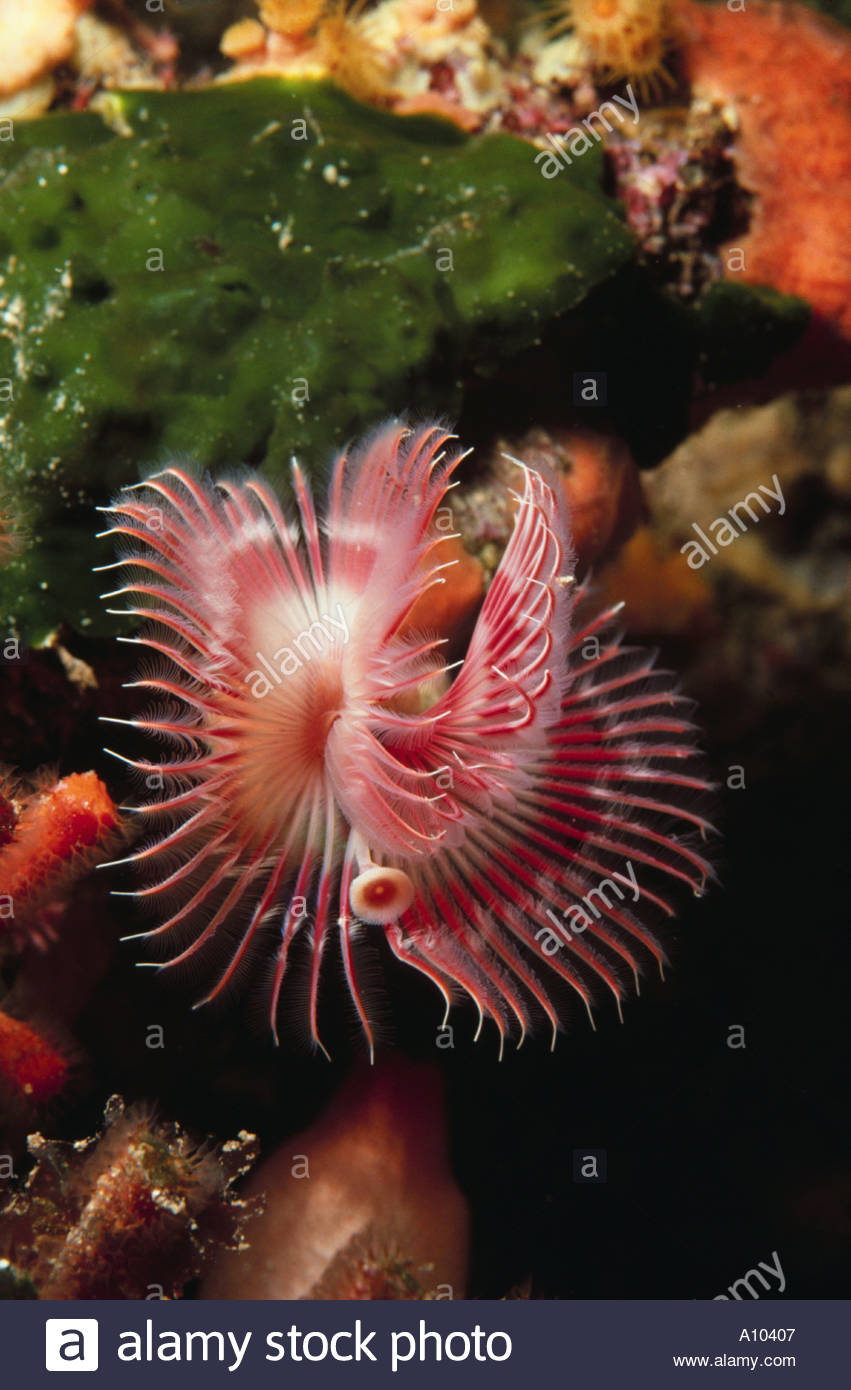 Serpula Vermicularis Stock Photos & Serpula Vermicularis Stock Images ...
