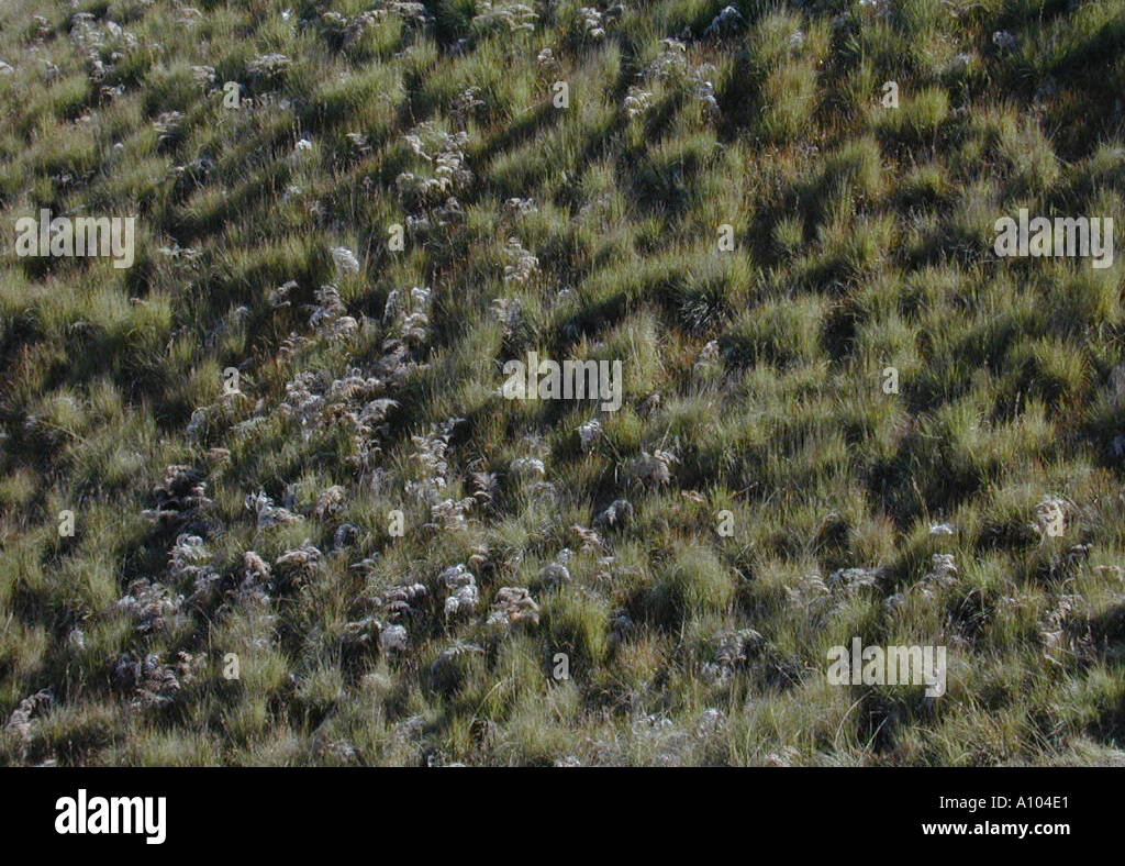 pattern fern grey green indonesia Stock Photo - Alamy