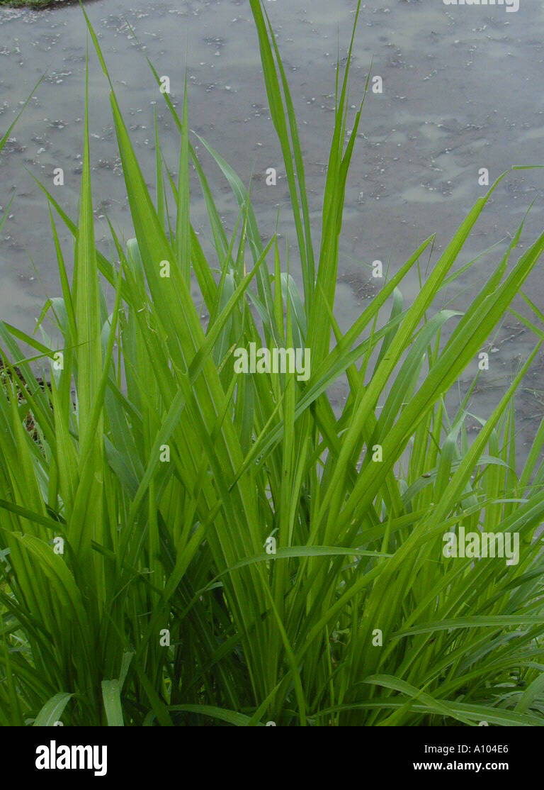 grass indonesia paddy Stock Photo - Alamy