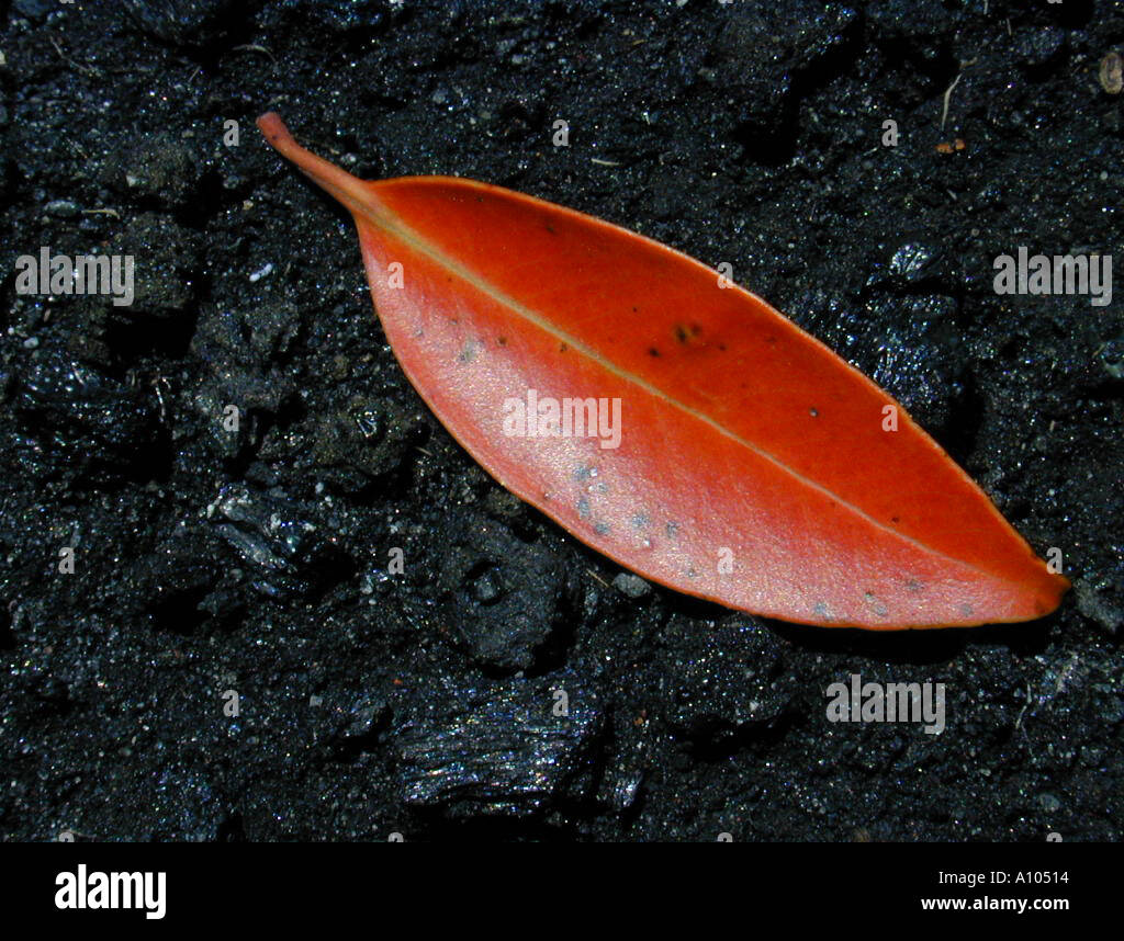 Ambrym volcano hi-res stock photography and images - Alamy