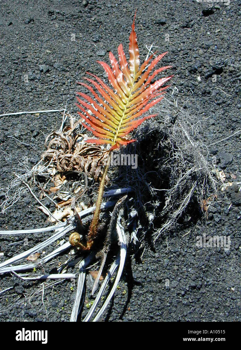 Ambrym volcano hi-res stock photography and images - Alamy