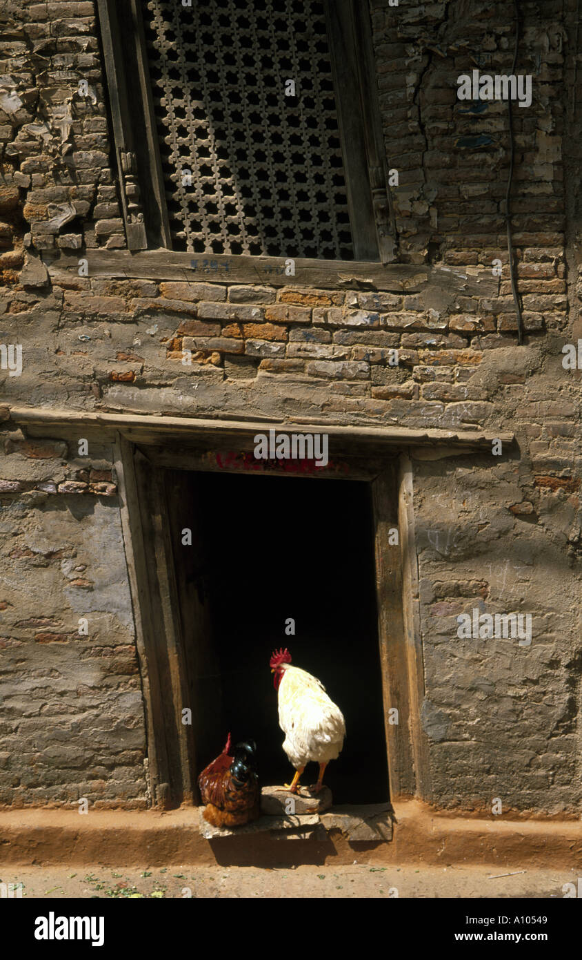 Chicken in doorway Kathmandu Nepal Stock Photo - Alamy