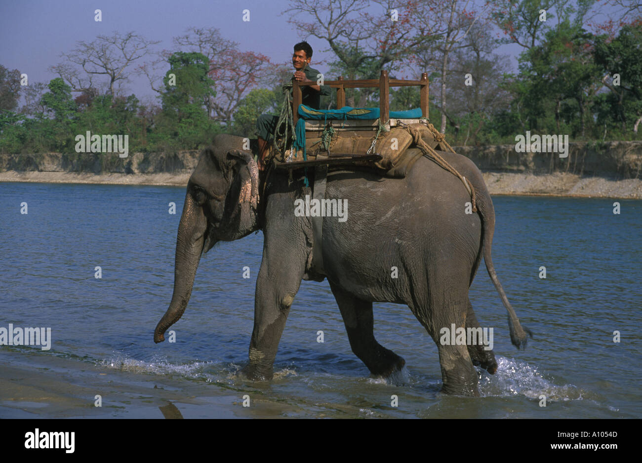 Elephant mahout Chitwan Game Reserve Nepal Stock Photo - Alamy