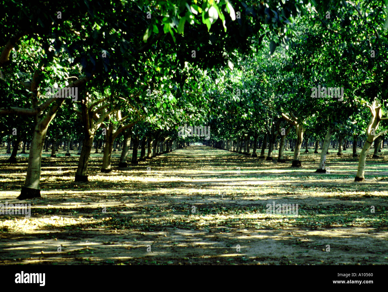 Grove walnut trees hi-res stock photography and images - Alamy