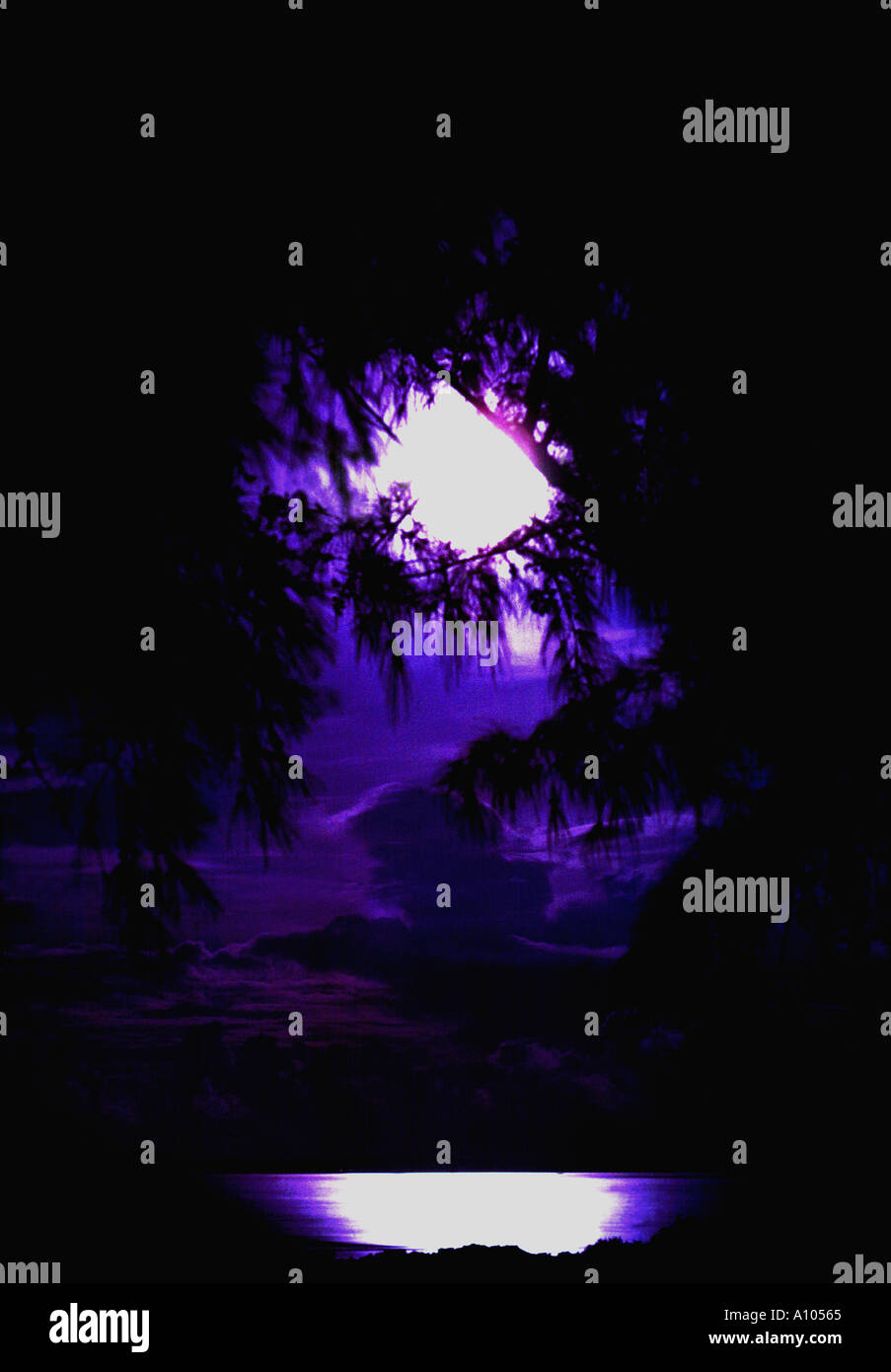 Moonlight through trees hi-res stock photography and images - Alamy