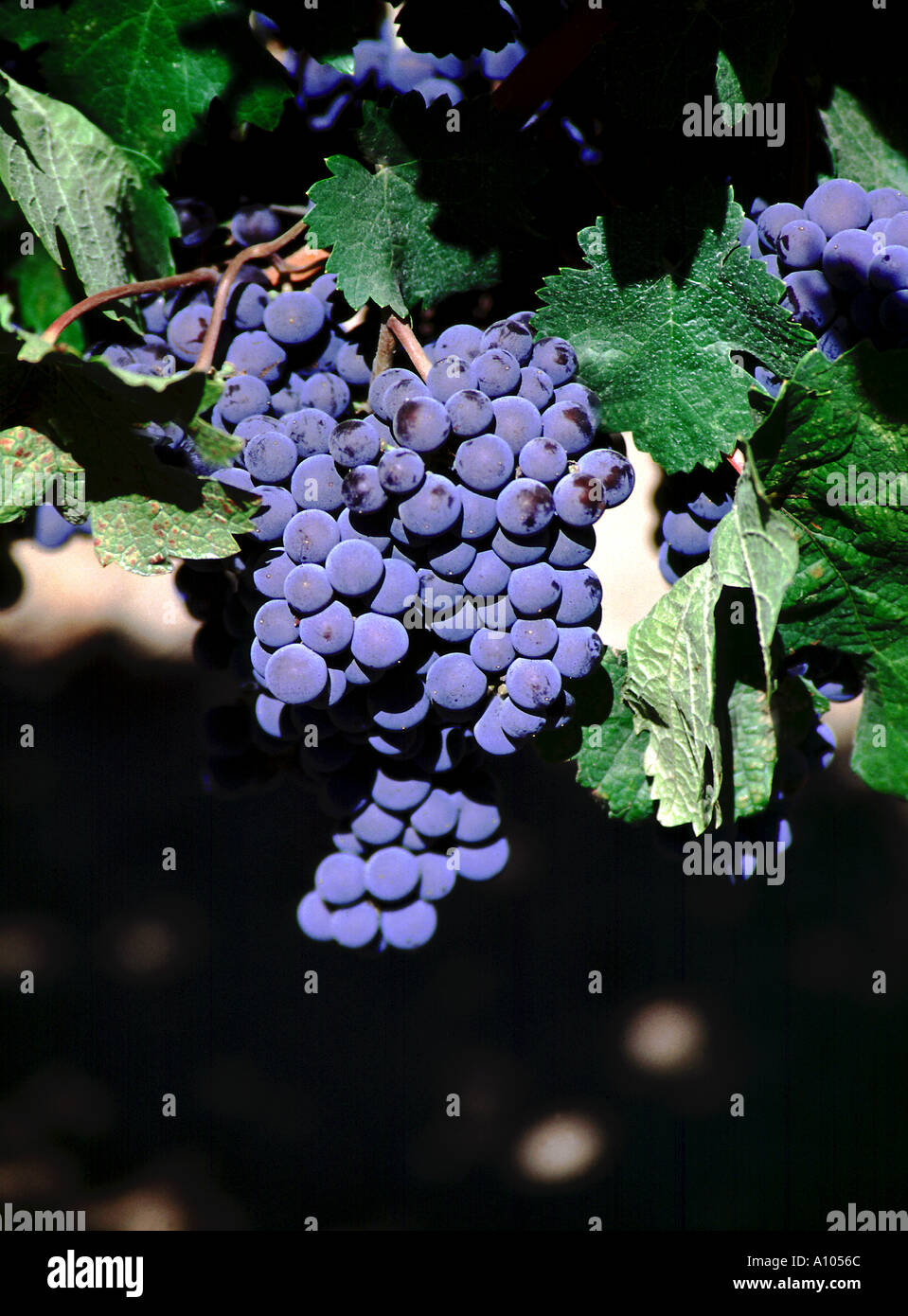Grapes Wine Country Northern California USA Stock Photo - Alamy