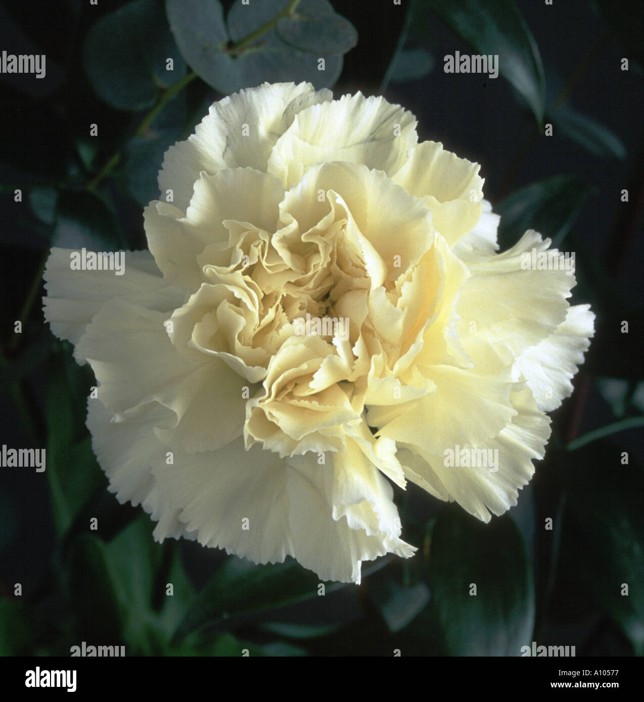 White carnation hi-res stock photography and images - Alamy